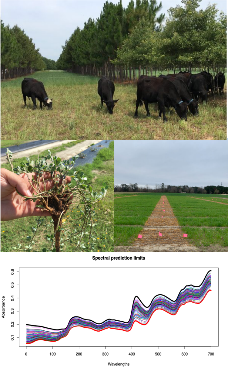 Forage & Grassland Management Lab. – Dr. Miguel S. Castillo – NC State ...